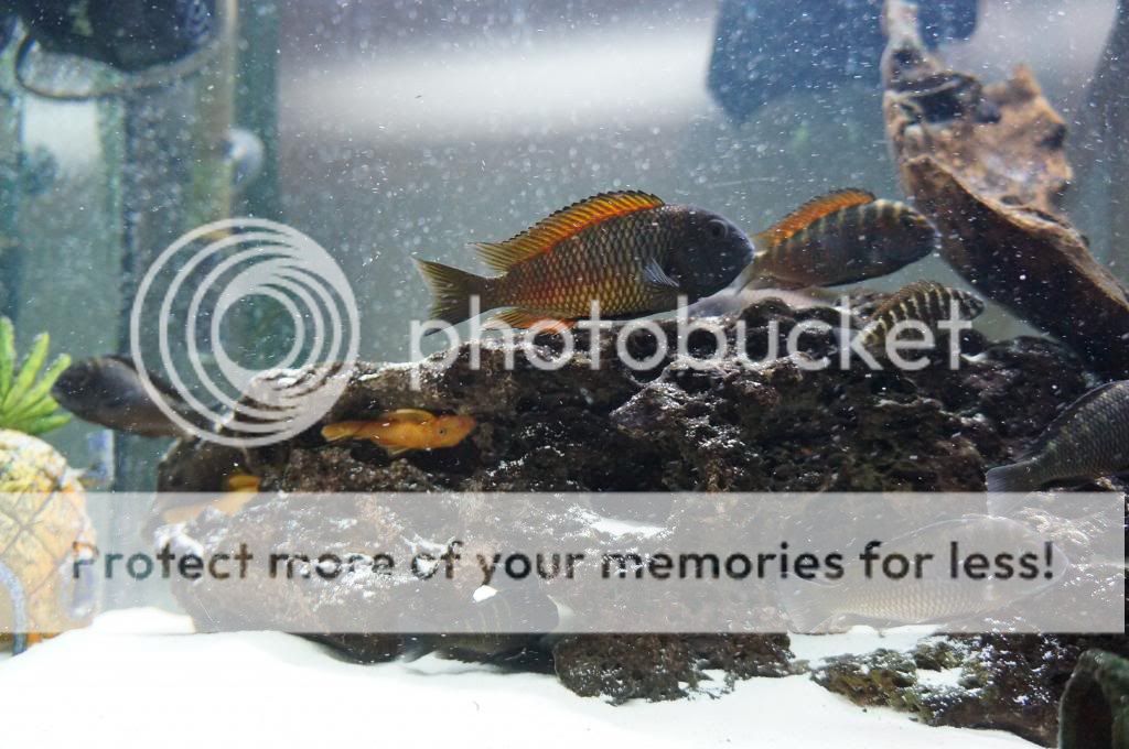 SOLD Colony of 15 F1/F2 Tropheus sp. Red Chilanga $180 | British ...