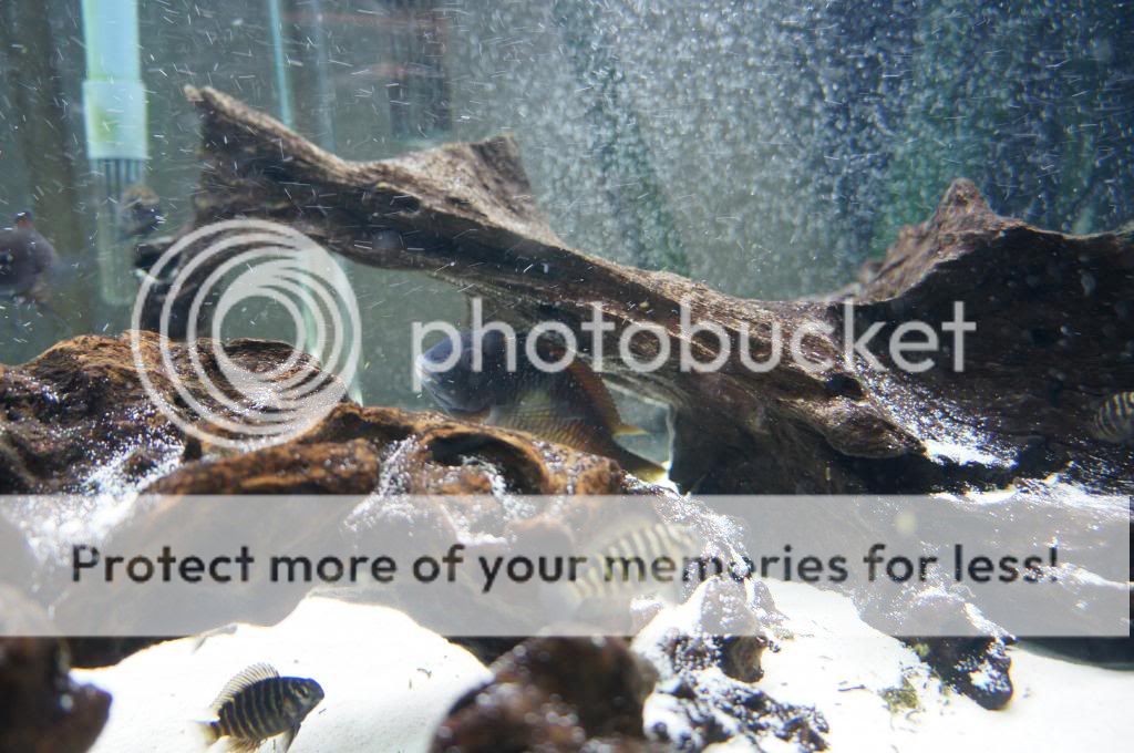 SOLD Colony of 15 F1/F2 Tropheus sp. Red Chilanga $180 | British ...