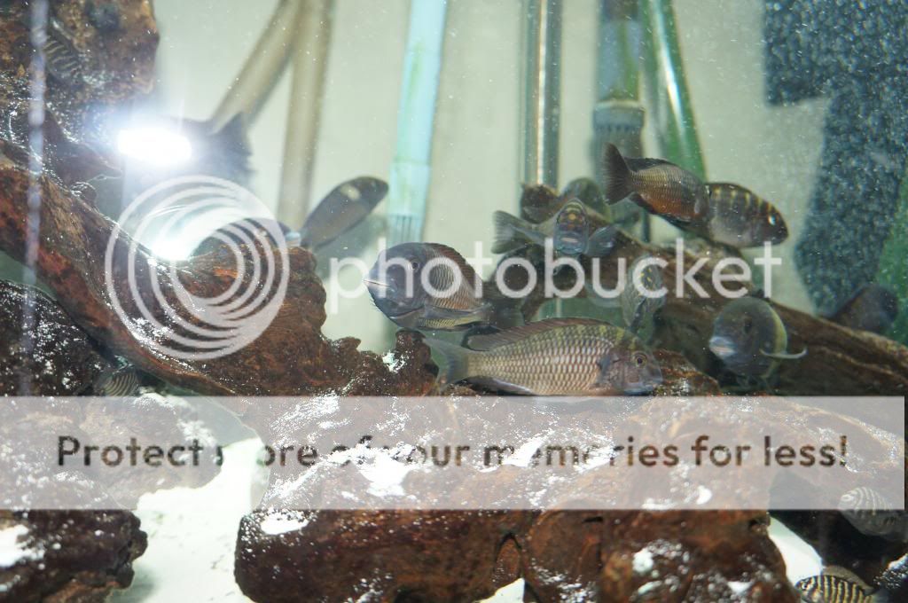 SOLD Colony of 15 F1/F2 Tropheus sp. Red Chilanga $180 | British ...