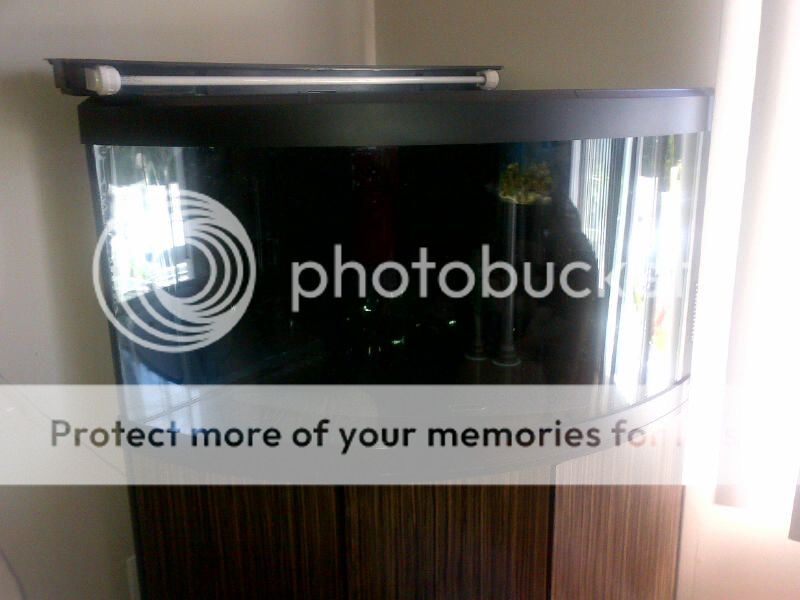92g Corner Tank Fluval Venezia 350. Tropheus? | British Columbia ...